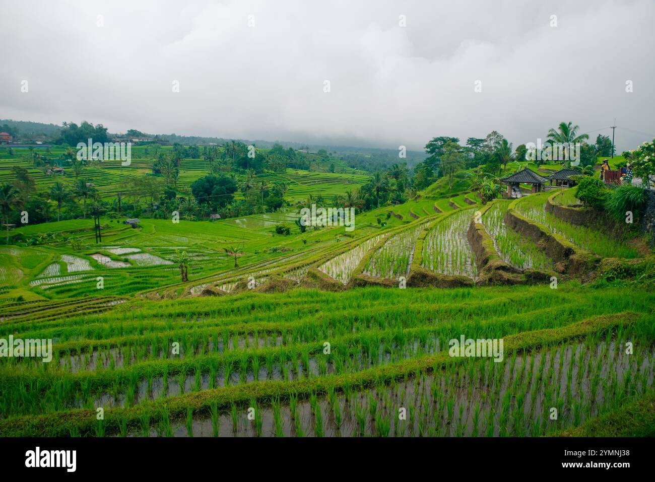 Aerial view of Mancingan rice fileds in Mancingan village, Ubud, Bali ...