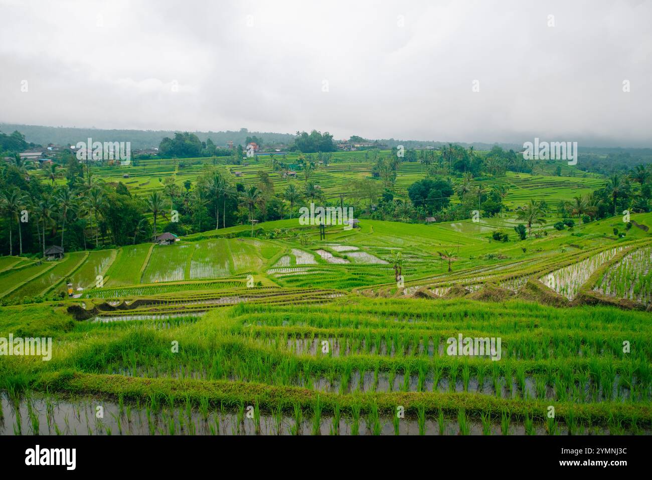 Aerial view of Mancingan rice fileds in Mancingan village, Ubud, Bali ...