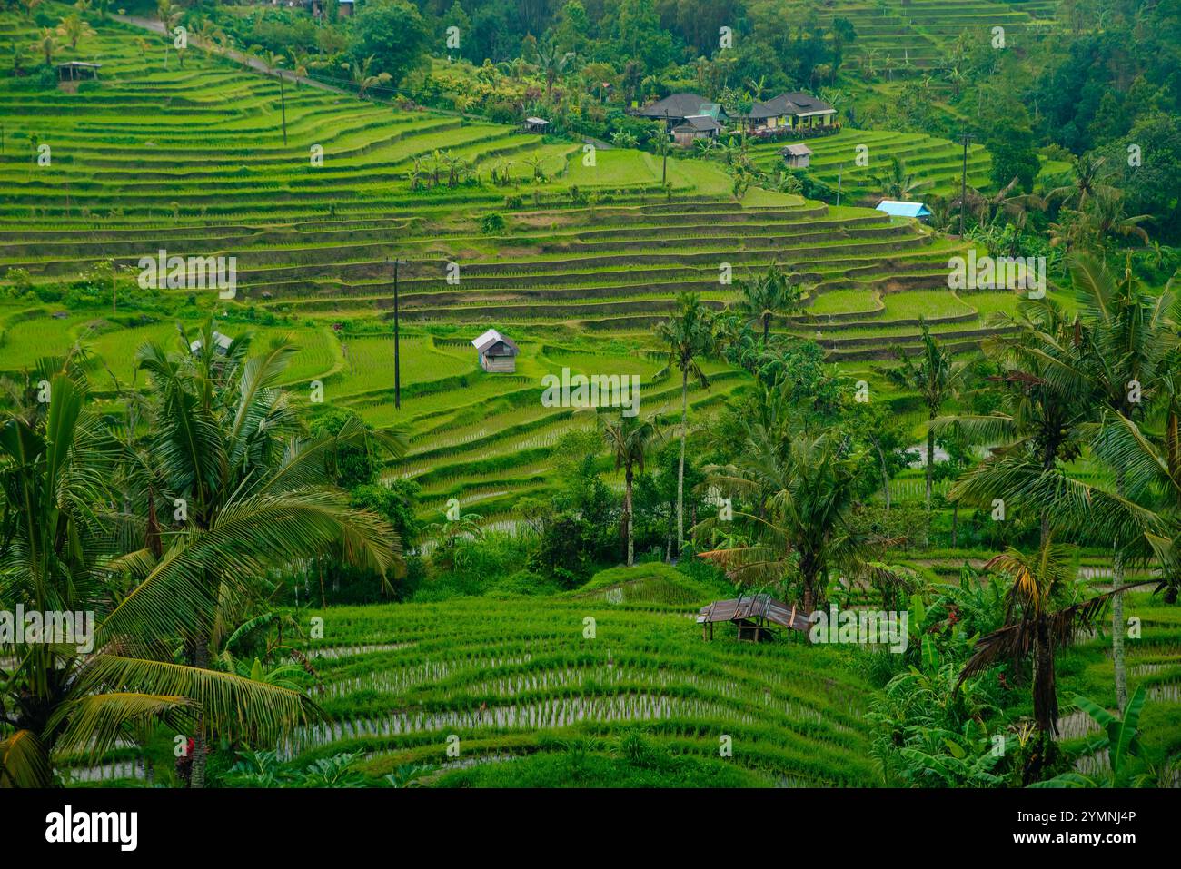 Aerial view of Mancingan rice fileds in Mancingan village, Ubud, Bali ...