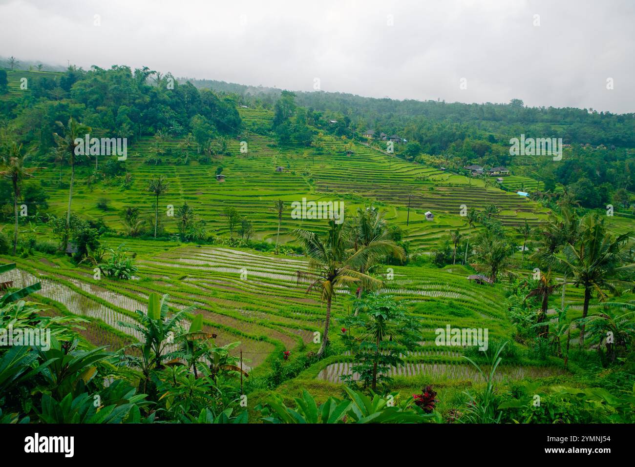 Aerial view of Mancingan rice fileds in Mancingan village, Ubud, Bali ...