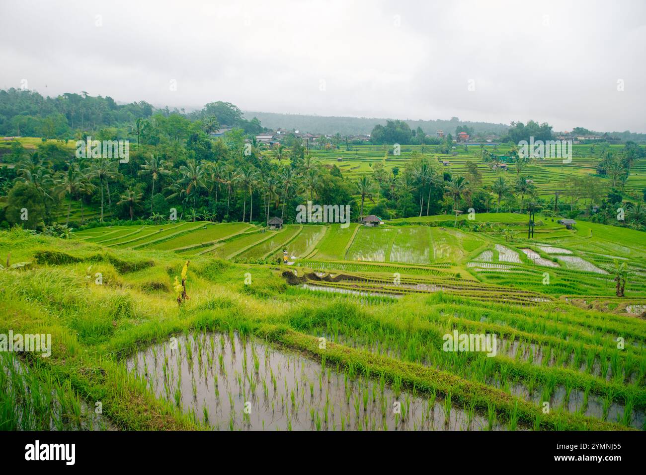 Aerial view of Mancingan rice fileds in Mancingan village, Ubud, Bali ...