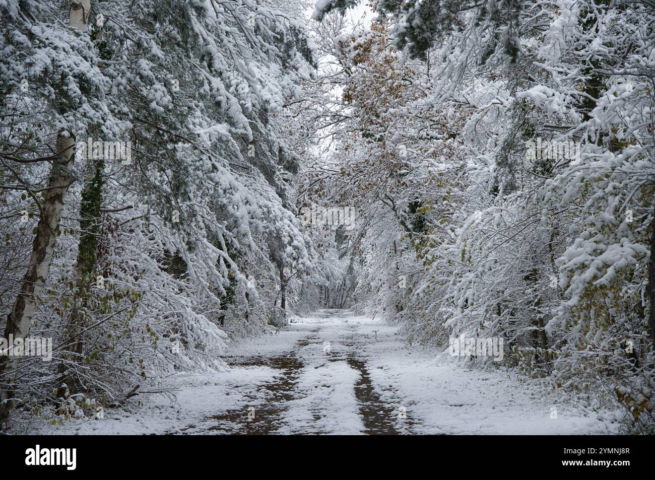 Winter in Alsace in France Stock Photo - Alamy