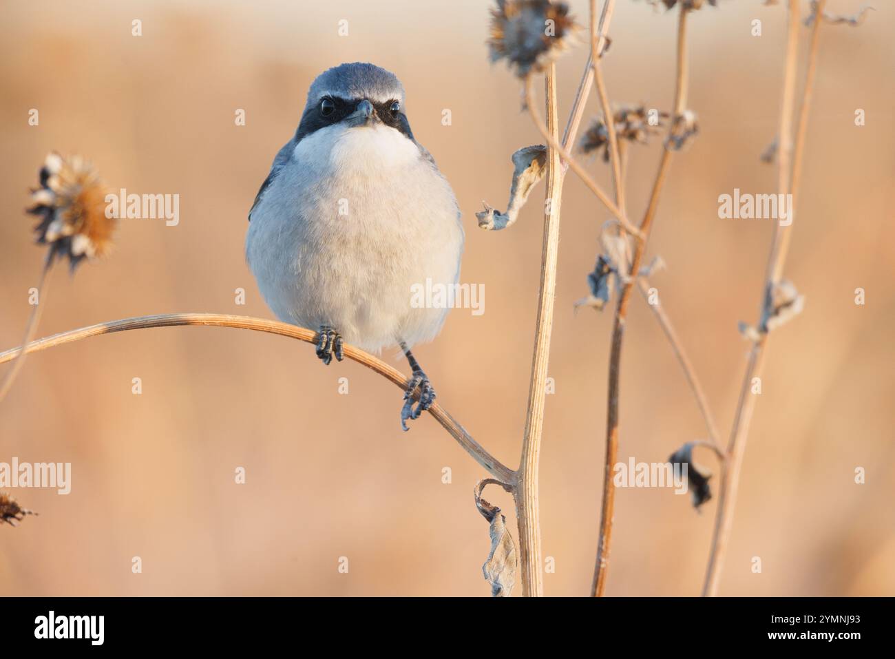 Loggerhead Shrike, Bosque del Apache National Wildlife Refuge, New ...