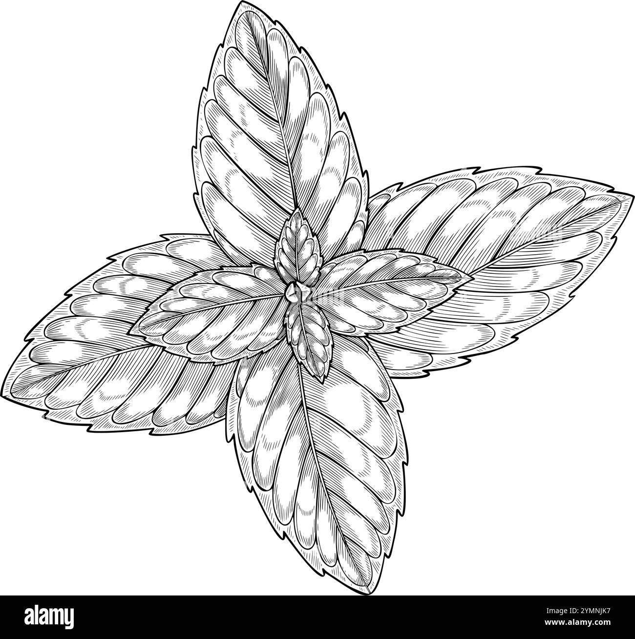 Vector Illustration of Mint leaves painted by black inks in linear ...