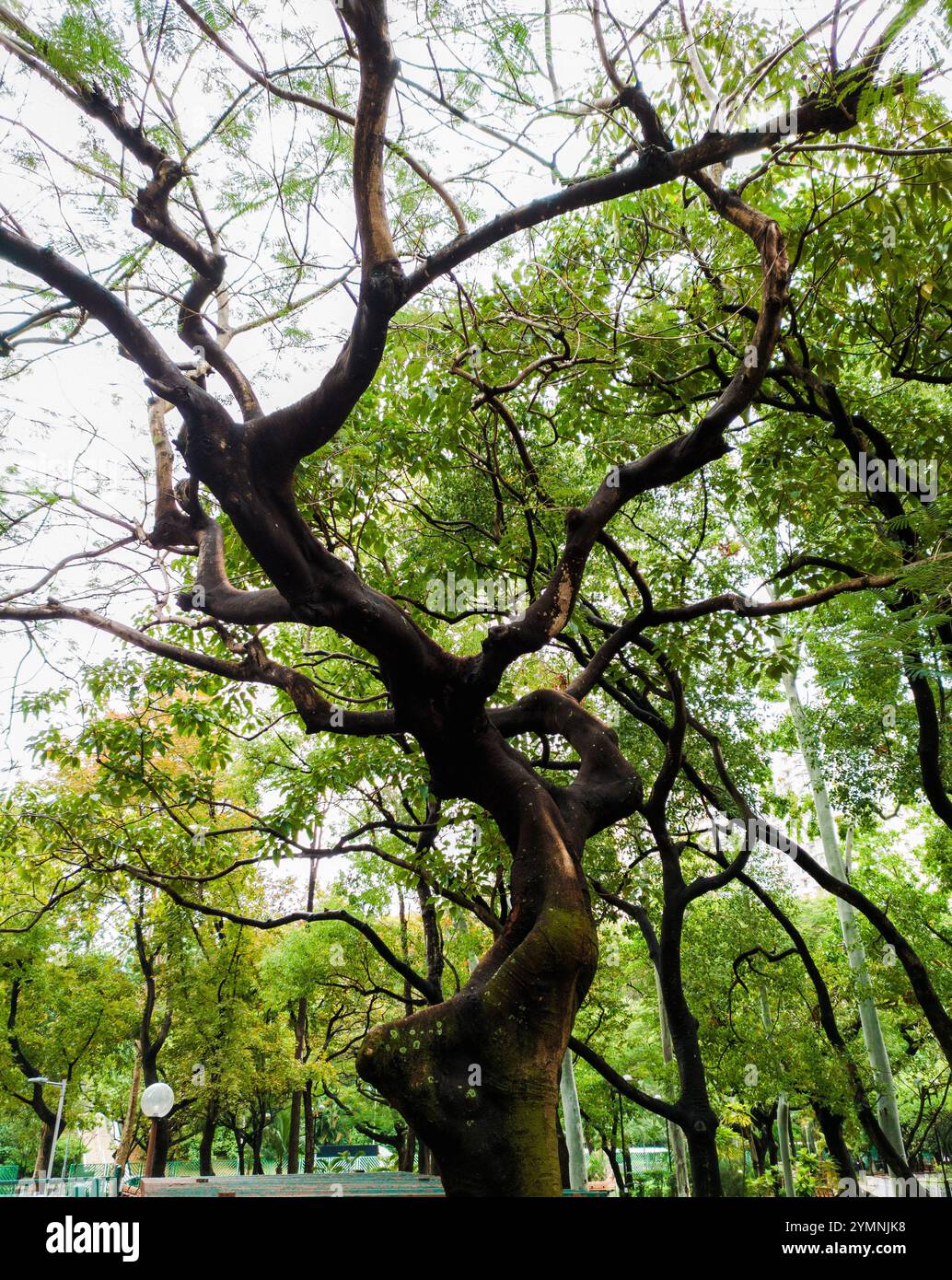 Majestic Twisted Tree in Lush Park Setting Under a Canopy of Vibrant ...