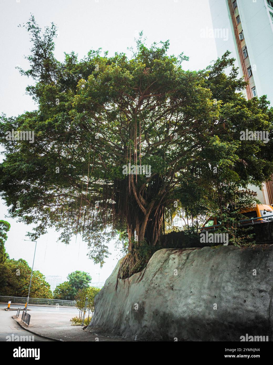 Resilient Banyan Tree Growing on a Concrete Slope in an Urban Setting ...