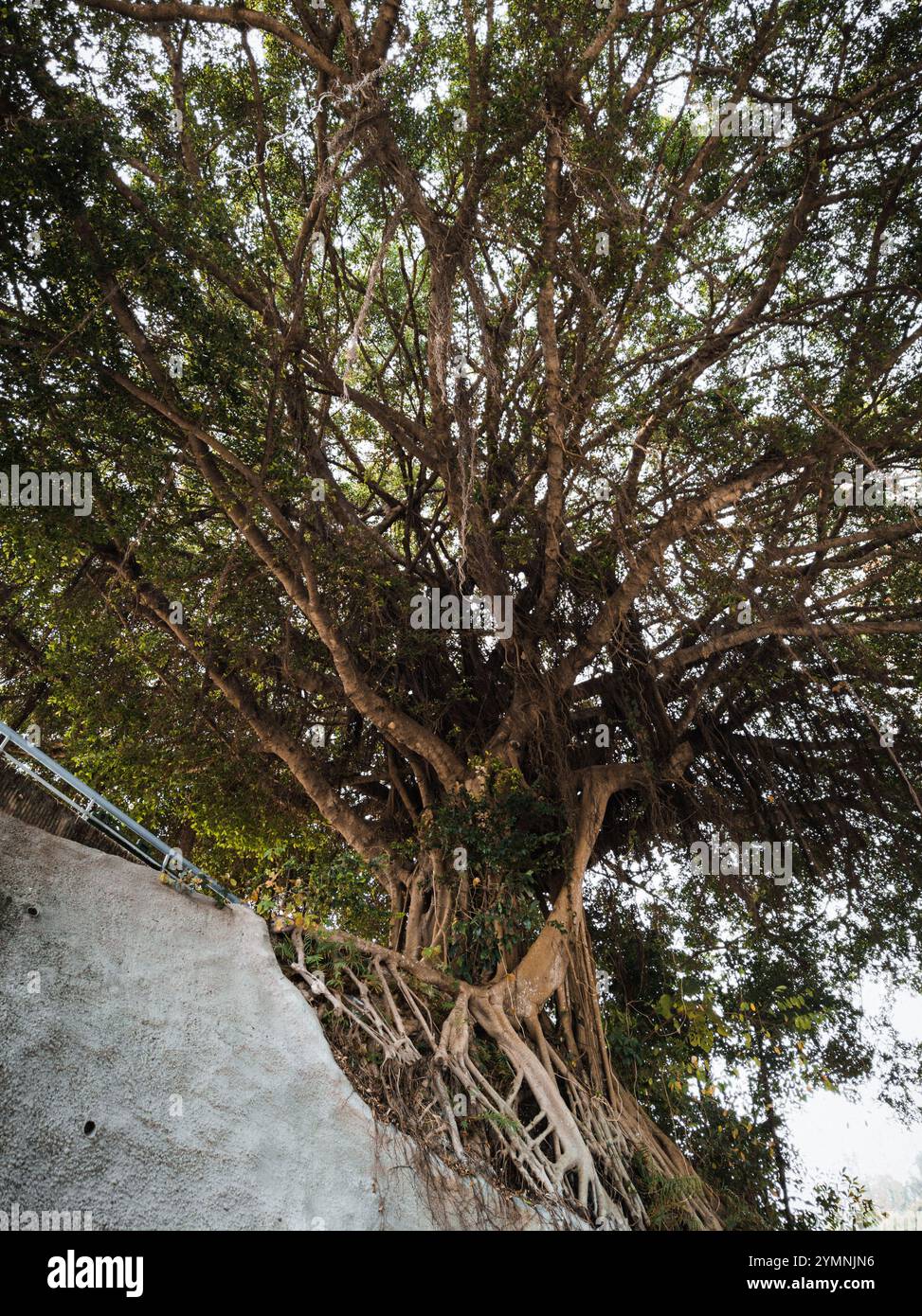Exposed tree in nature hi-res stock photography and images - Alamy