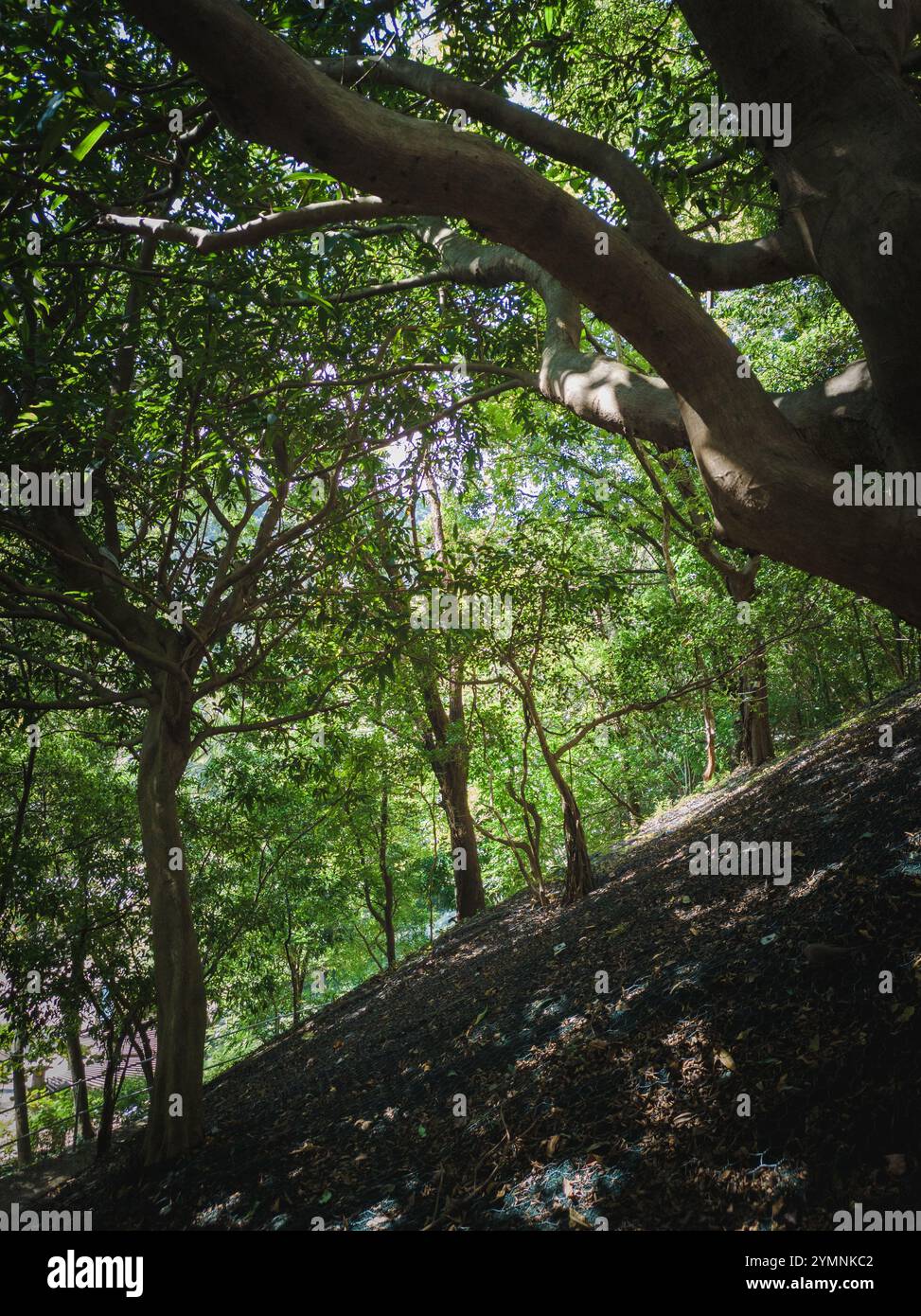 Tranquil Forest Scene with Dense Canopy and Sloping Terrain, Capturing ...