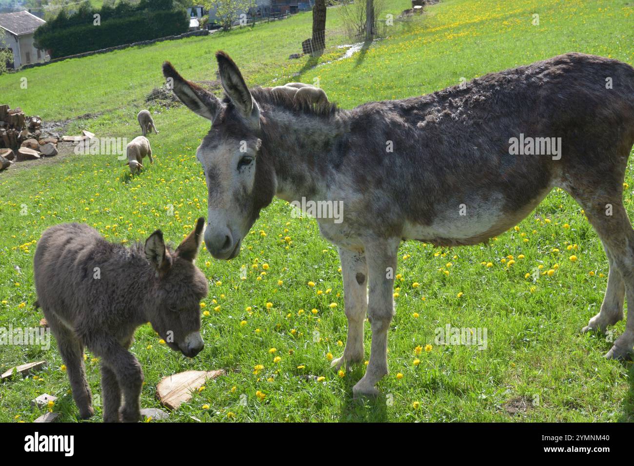 Mom donkey with her little one in Provence Stock Photo - Alamy