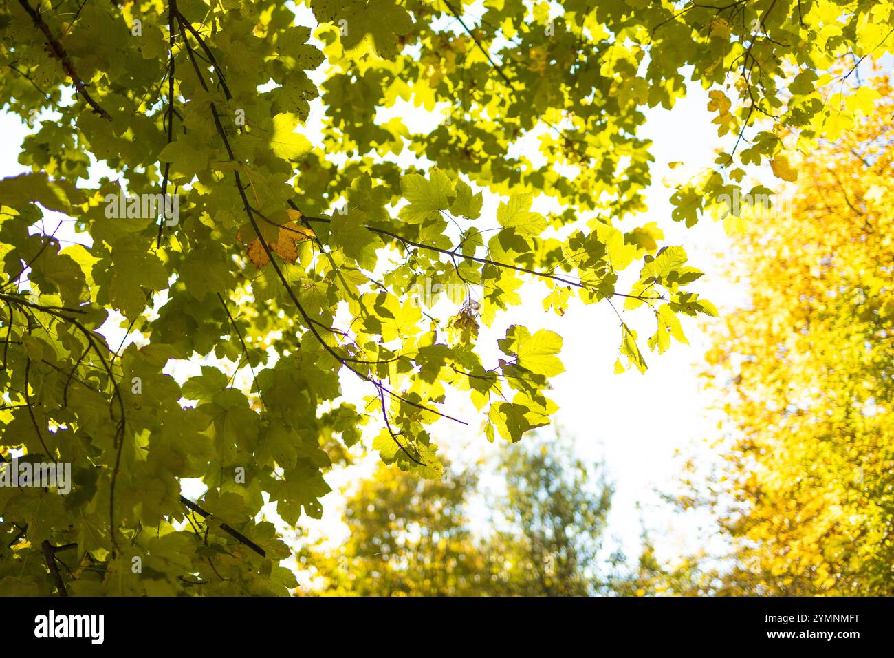 Rich green leaves tree waving hi-res stock photography and images - Alamy
