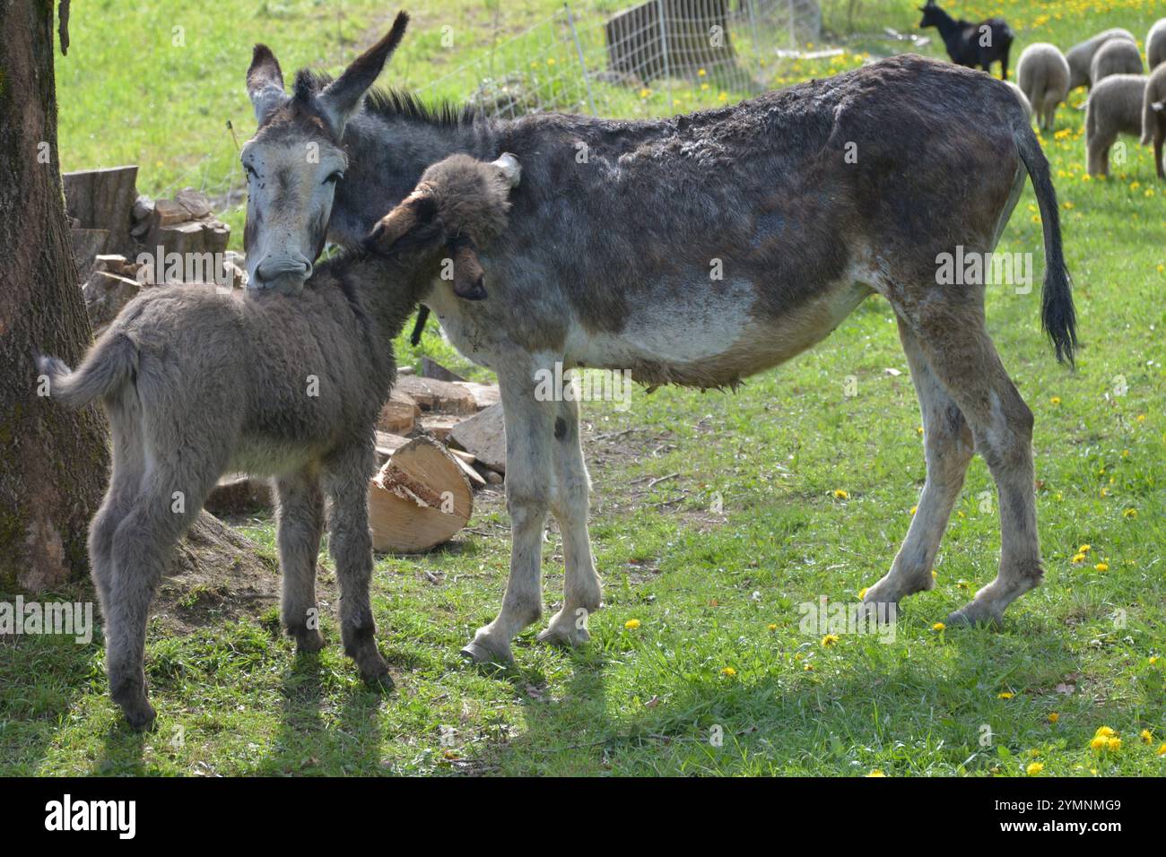 Mom donkey with her little one in Provence Stock Photo - Alamy