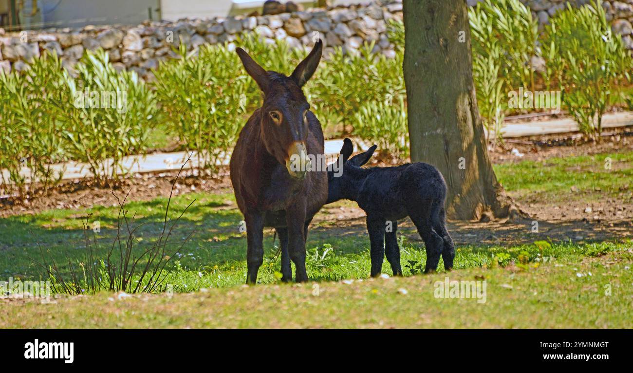 Mom donkey with her little one in Provence Stock Photo - Alamy