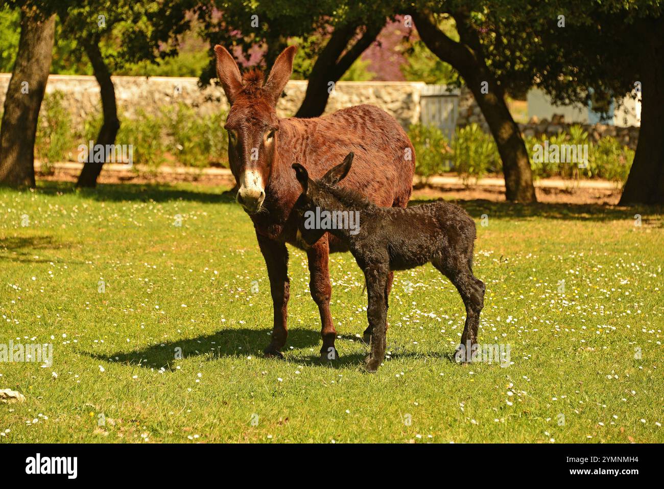 Mom donkey with her little one in Provence Stock Photo - Alamy