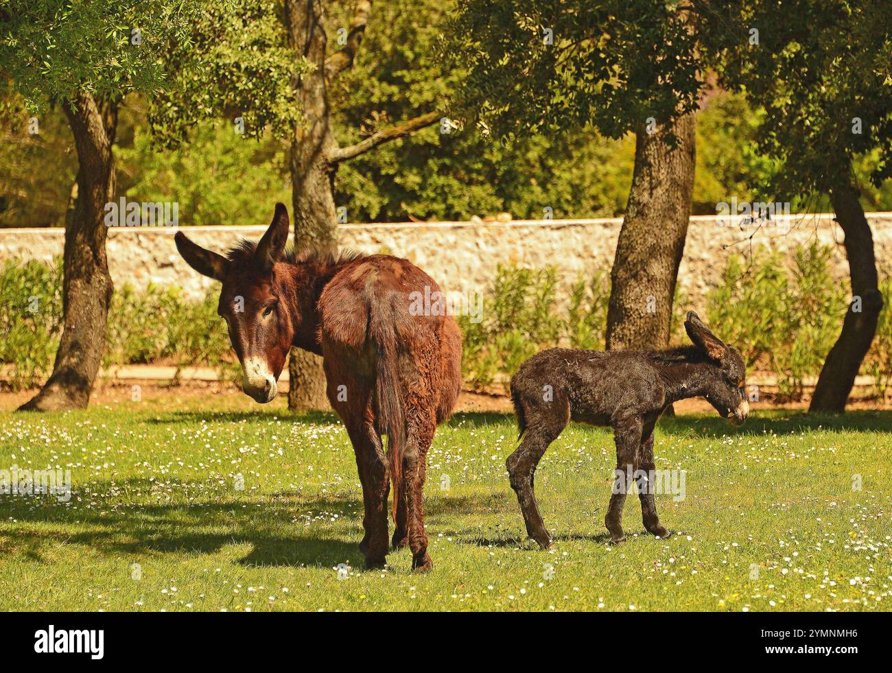 Mom donkey with her little one in Provence Stock Photo - Alamy