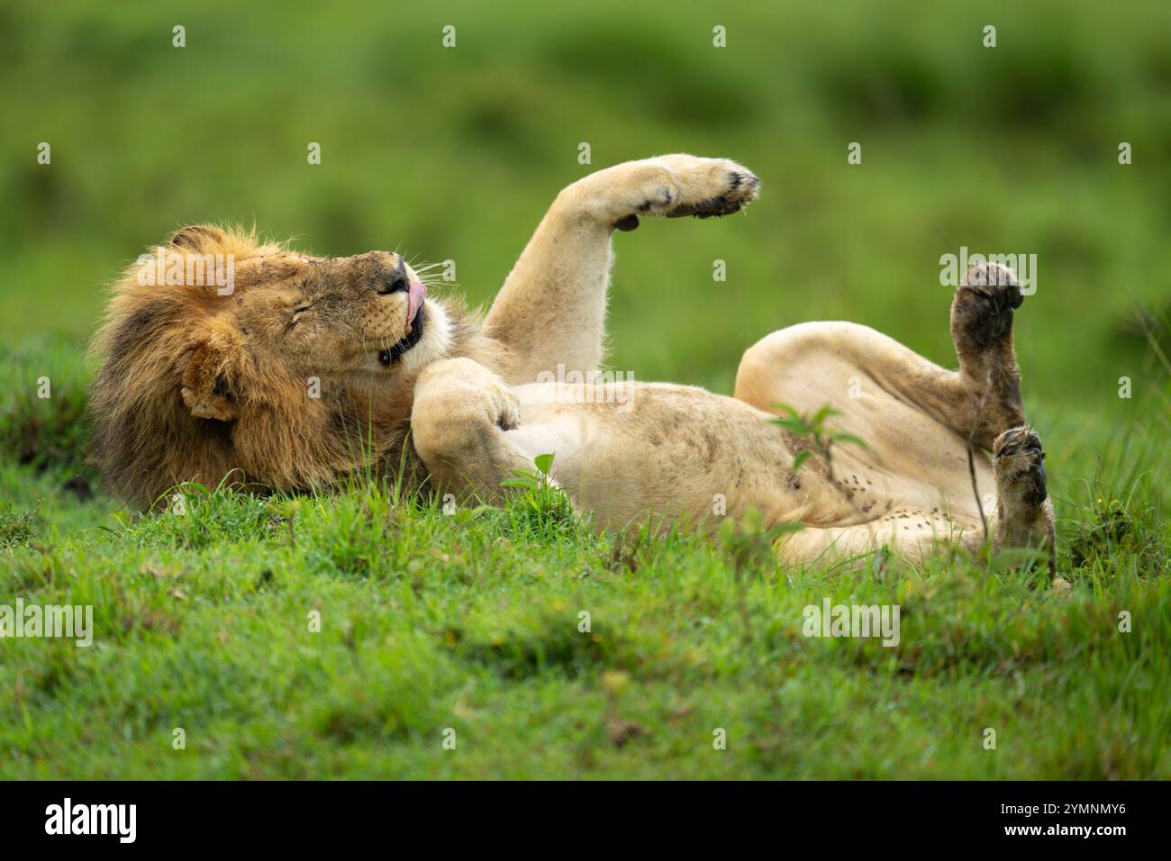 Male lion lies on back licking lips Stock Photo - Alamy