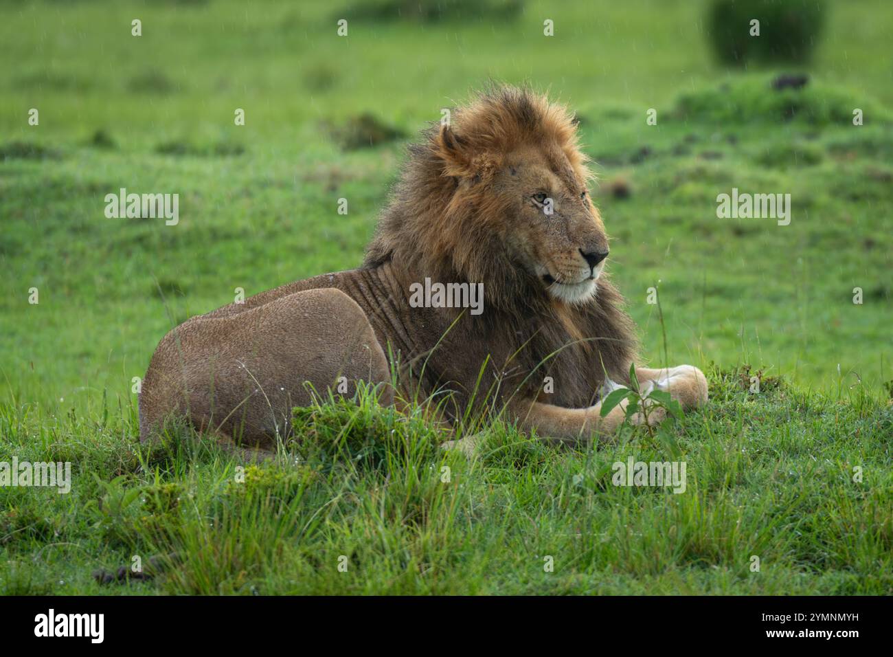 Male lion lies on mound in rain Stock Photo - Alamy