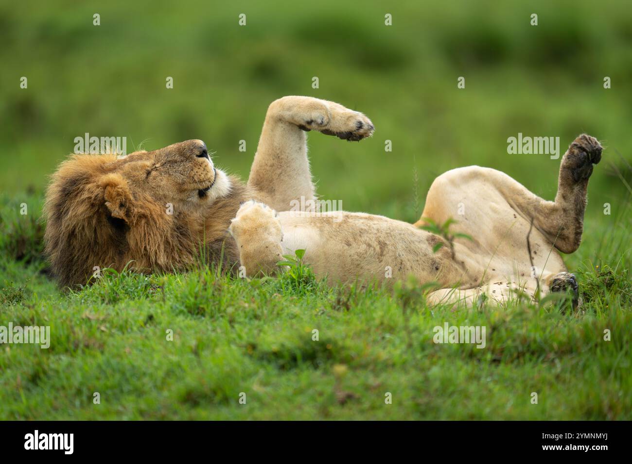 Male lion lies on back in savannah Stock Photo - Alamy