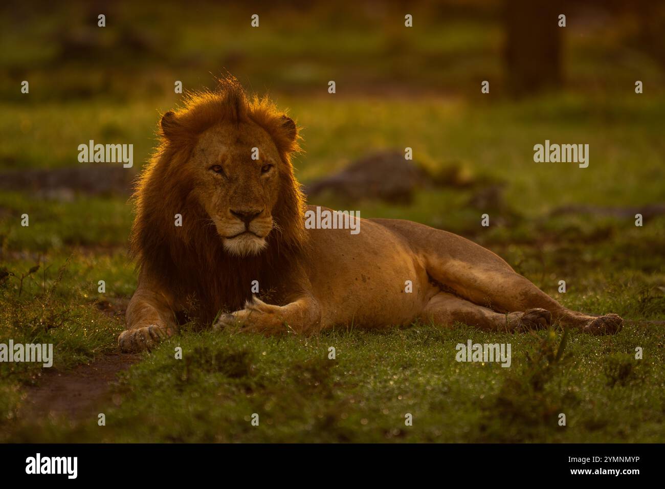 Male lion backlit in africa hi-res stock photography and images - Alamy