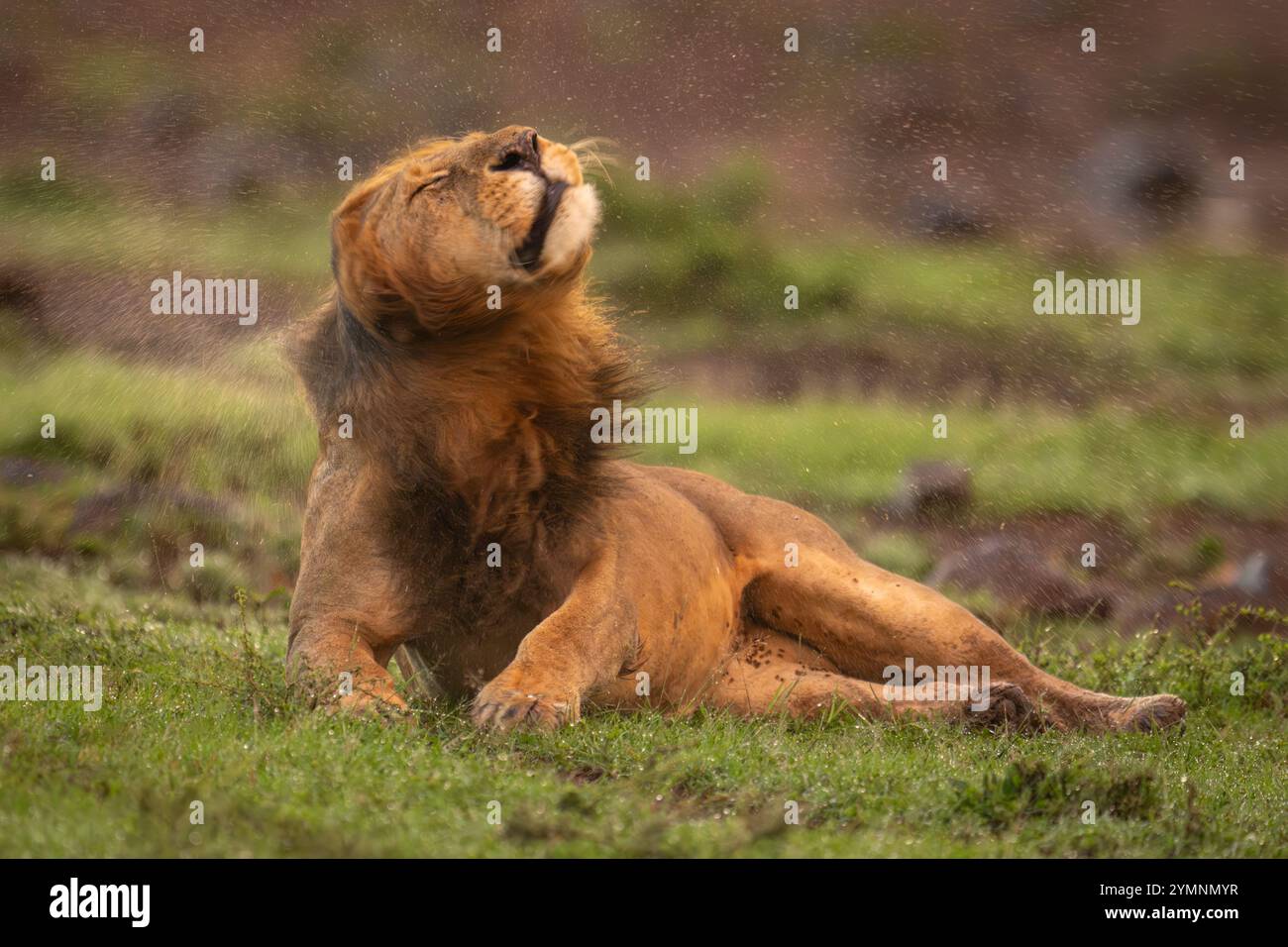 Lion panthera leo shaking hi-res stock photography and images - Alamy