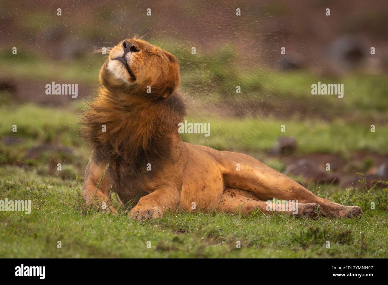 Lion panthera leo shaking hi-res stock photography and images - Alamy