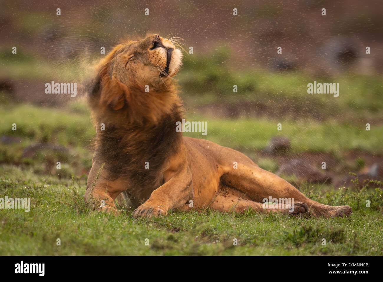 Lion panthera leo shaking hi-res stock photography and images - Alamy