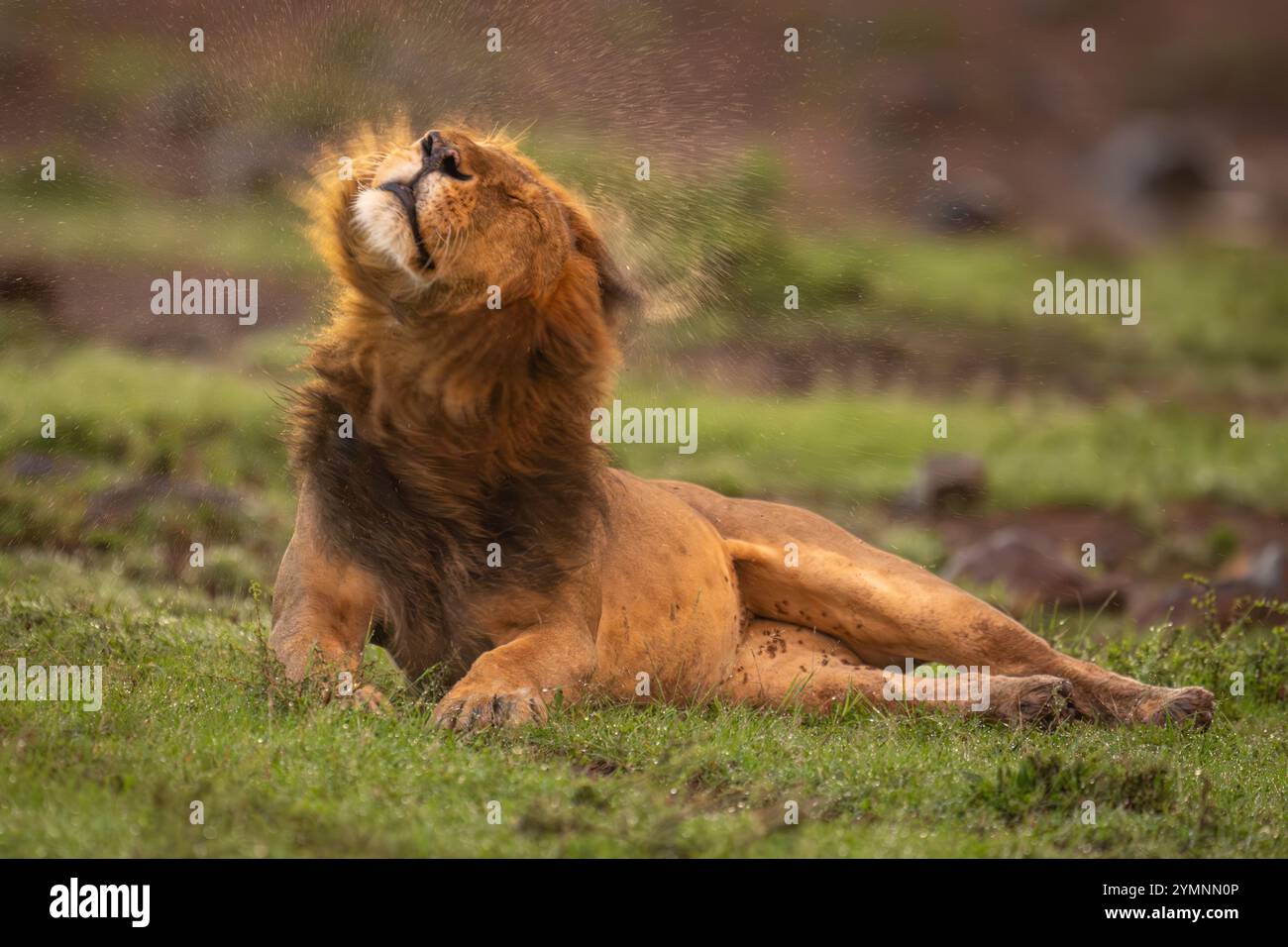 Lion panthera leo shaking hi-res stock photography and images - Alamy