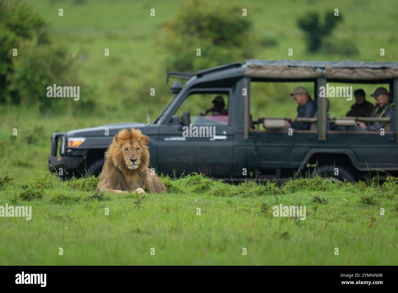 Male lion lies watching camera by jeep Stock Photo - Alamy