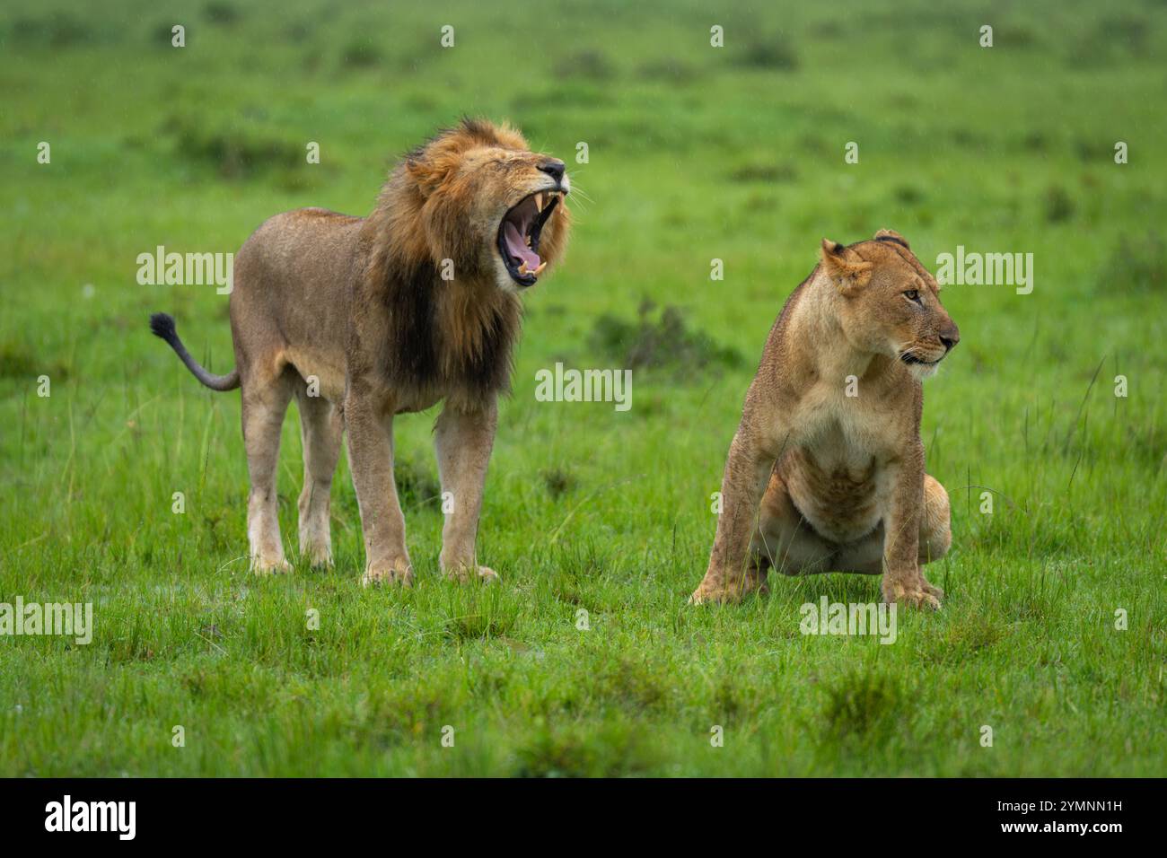 Male lion stands lioness hi-res stock photography and images - Alamy