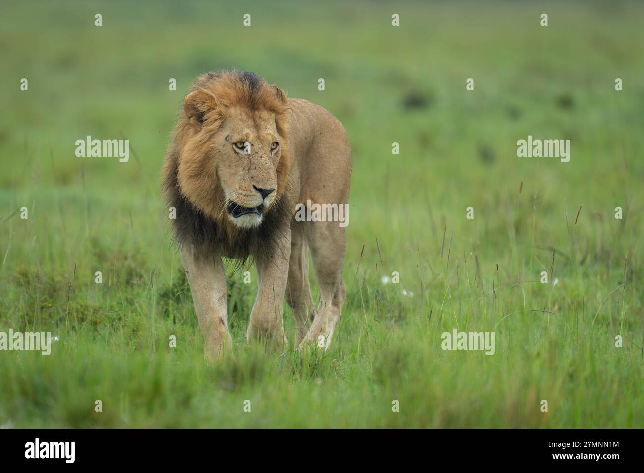 Male lion stands raising paw turning head Stock Photo - Alamy