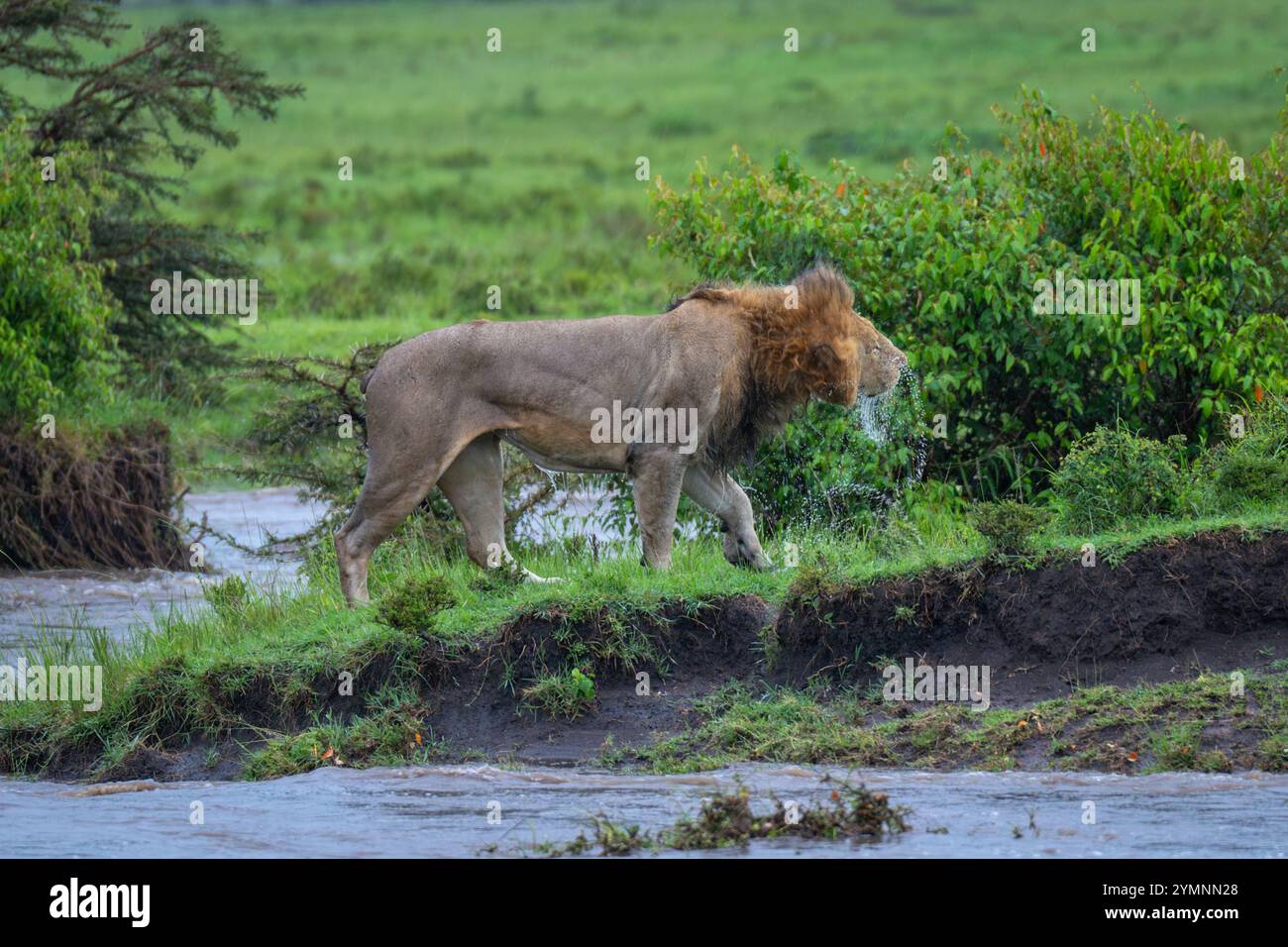 Male lion walks along riverbank shaking head Stock Photo - Alamy