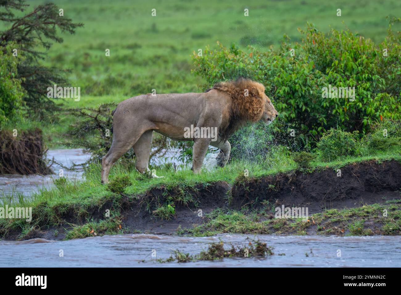 Male lion walks along riverbank in spray Stock Photo - Alamy