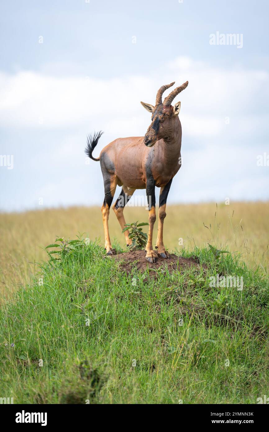 Male topi stands turning head on mound Stock Photo - Alamy