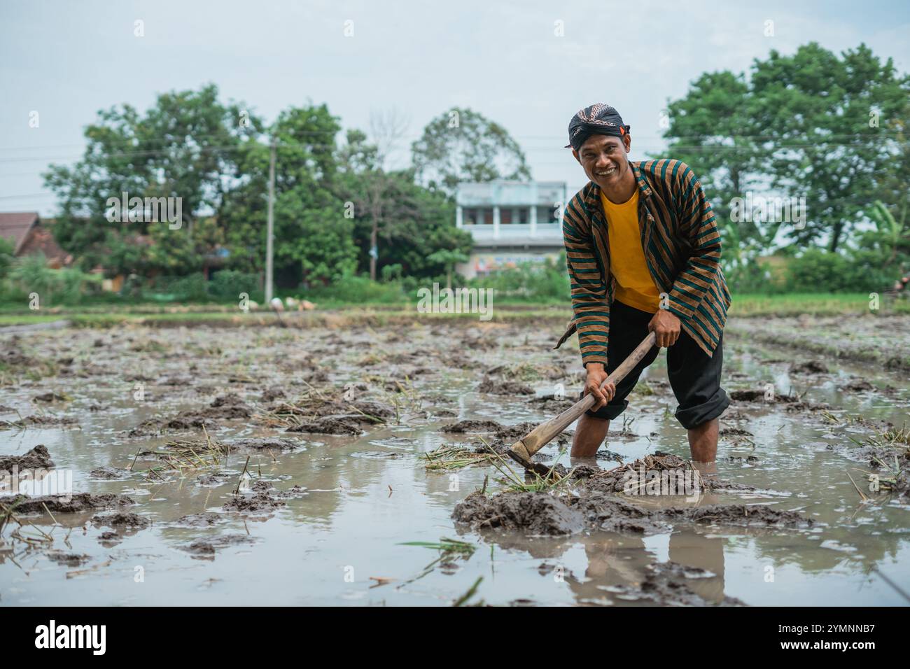 A Young Farmer Engaged in Labor in a Waterlogged and Flooded Rice Field ...