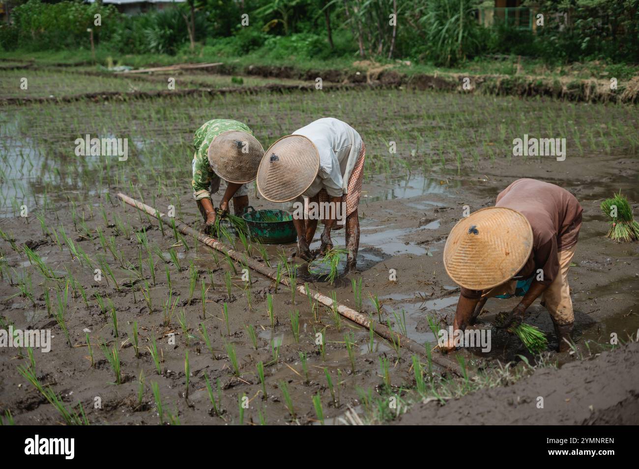 Traditional Agriculture: Farmers Cultivating Rice in Lush Green Fields ...