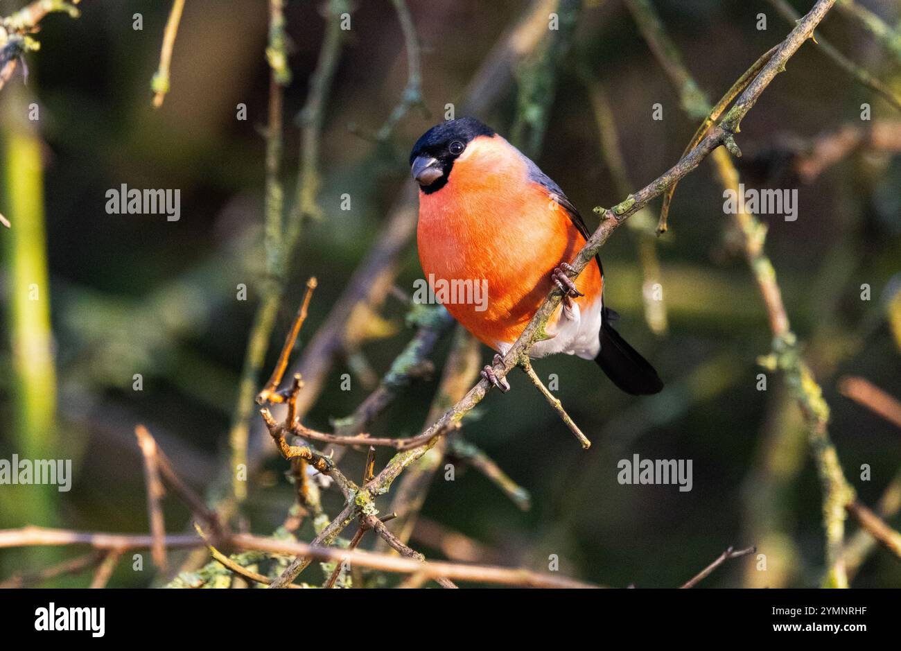 A shy bird of parks and gardens the presence of Bullfinch is only ...