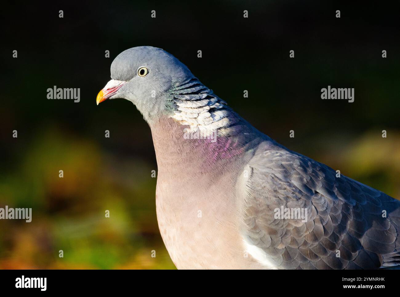The Wood Pigeon is the largest member of the family in the UK. Though ...