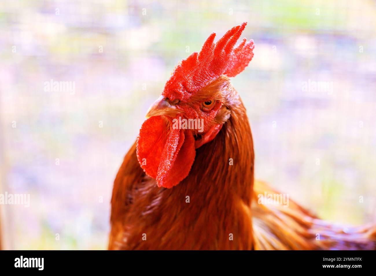 Rooster farmyard profile portrait hi-res stock photography and images ...