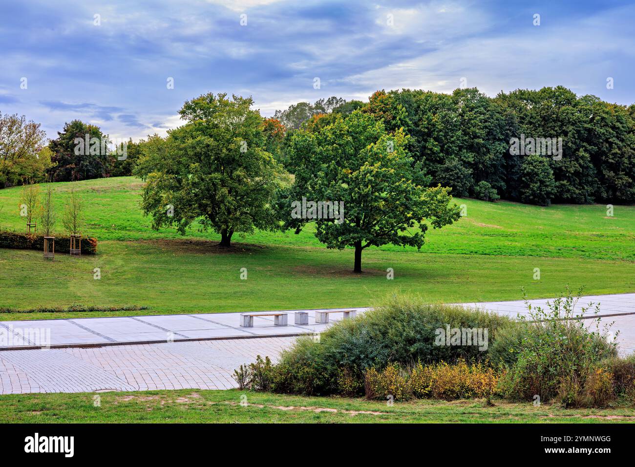 Sunlight goes through trees hi-res stock photography and images - Alamy