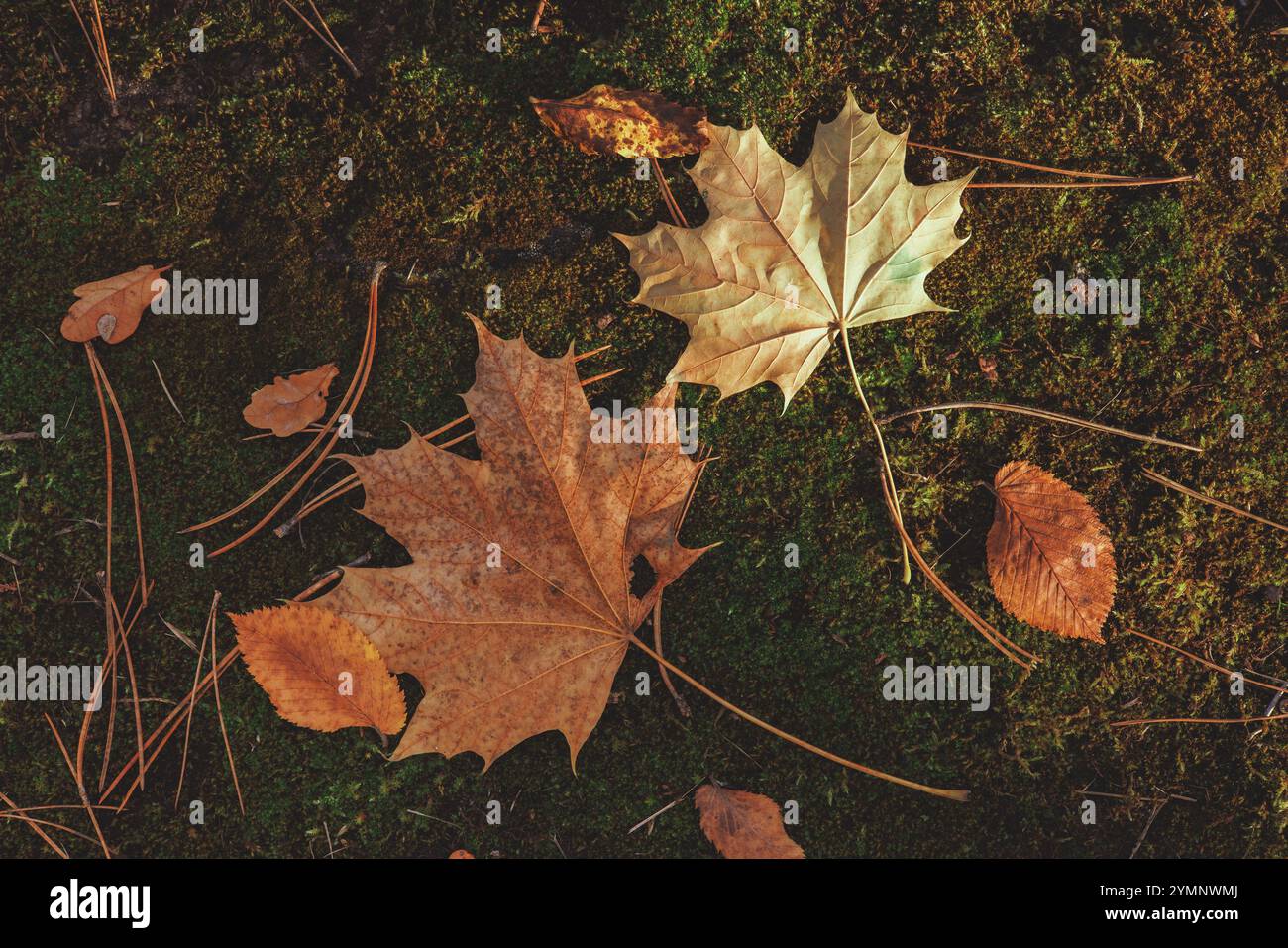 Two beautiful maple leaves hi-res stock photography and images - Alamy