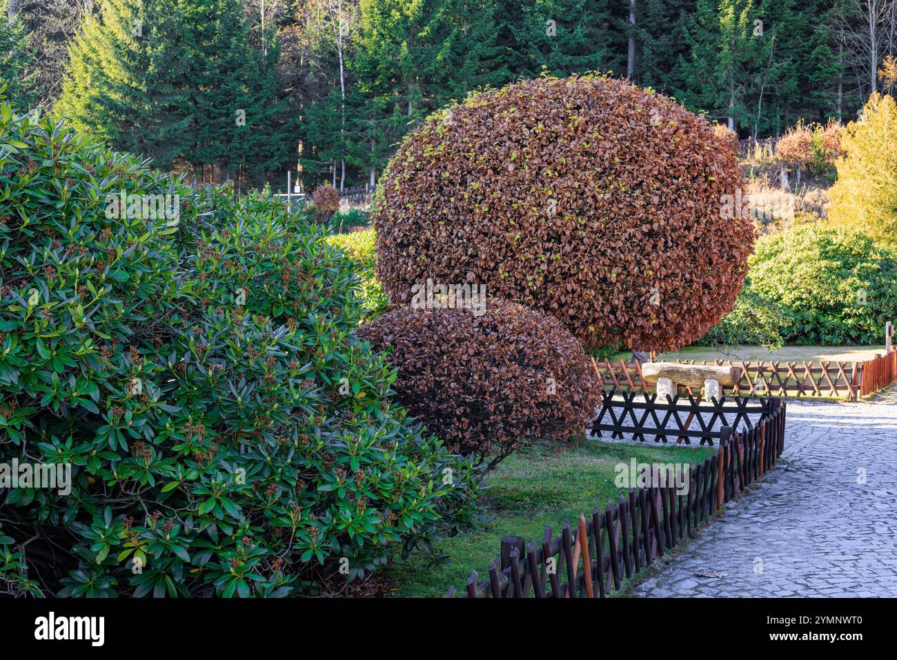 Beautiful tree trimmed in hi-res stock photography and images - Alamy