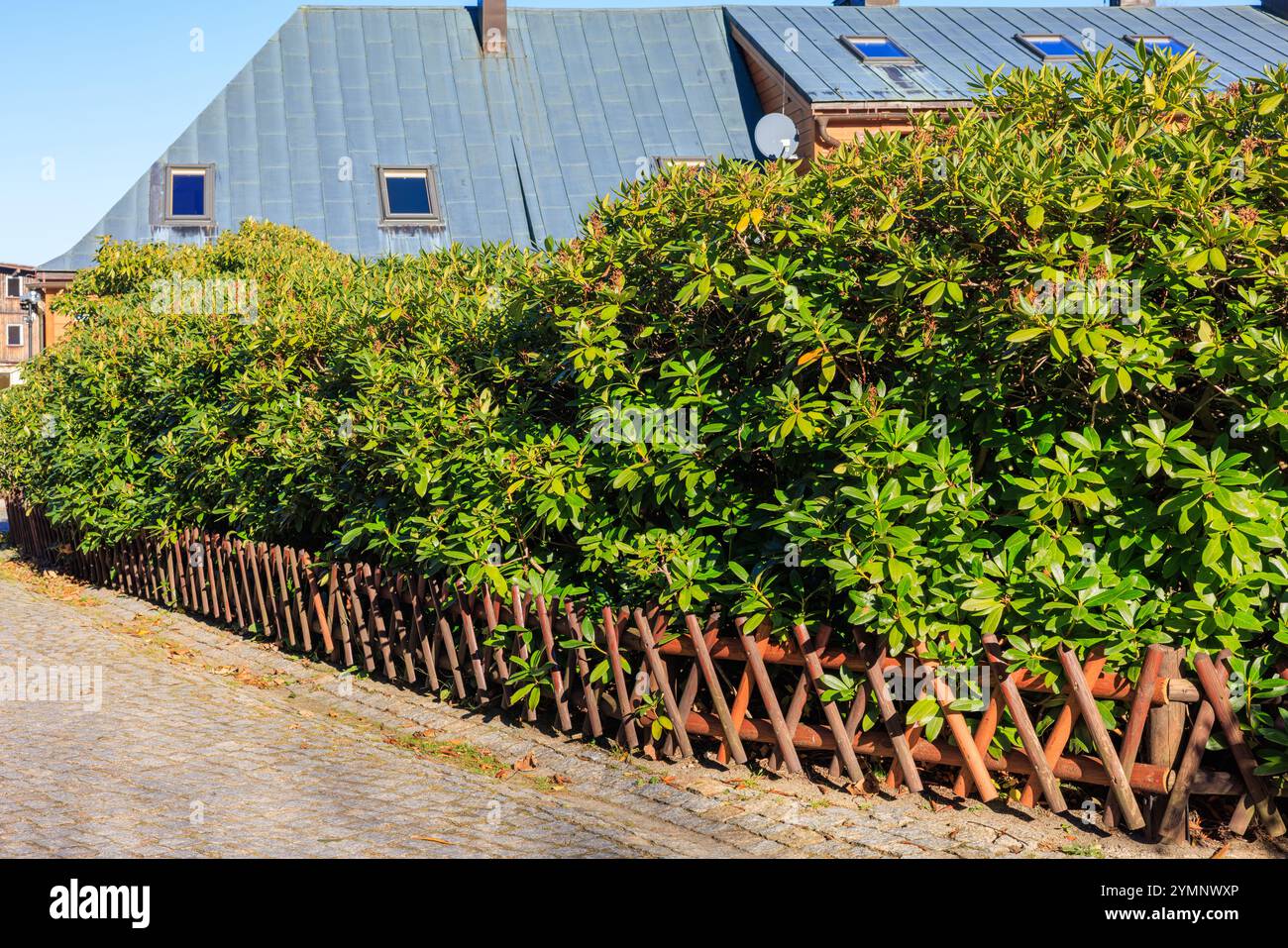 Decorative green bright bushes hi-res stock photography and images - Alamy