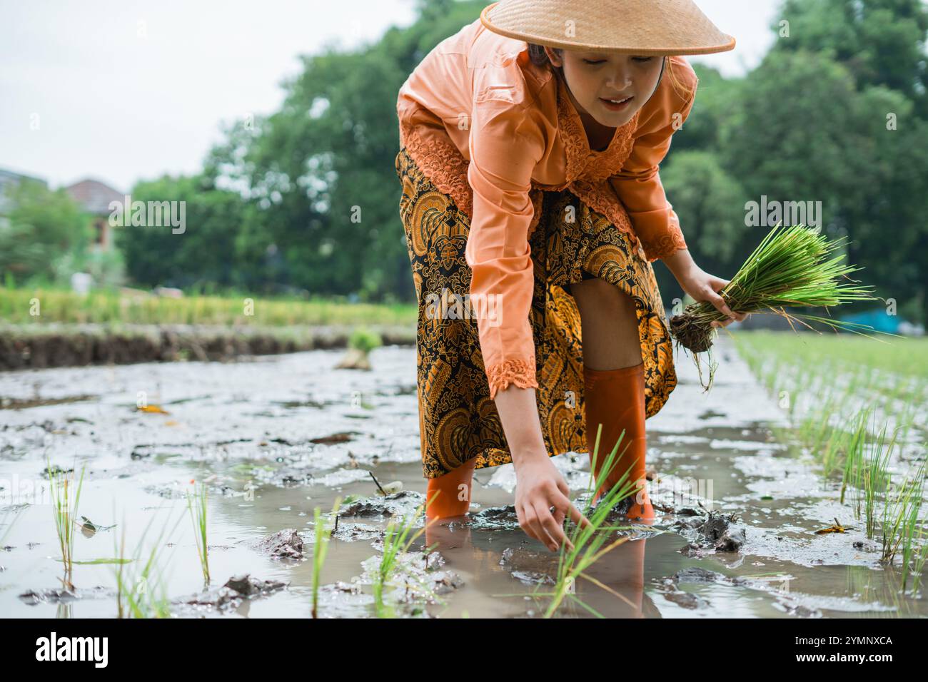 A Woman Engaged in Planting Rice within a Traditional Paddy Field in ...