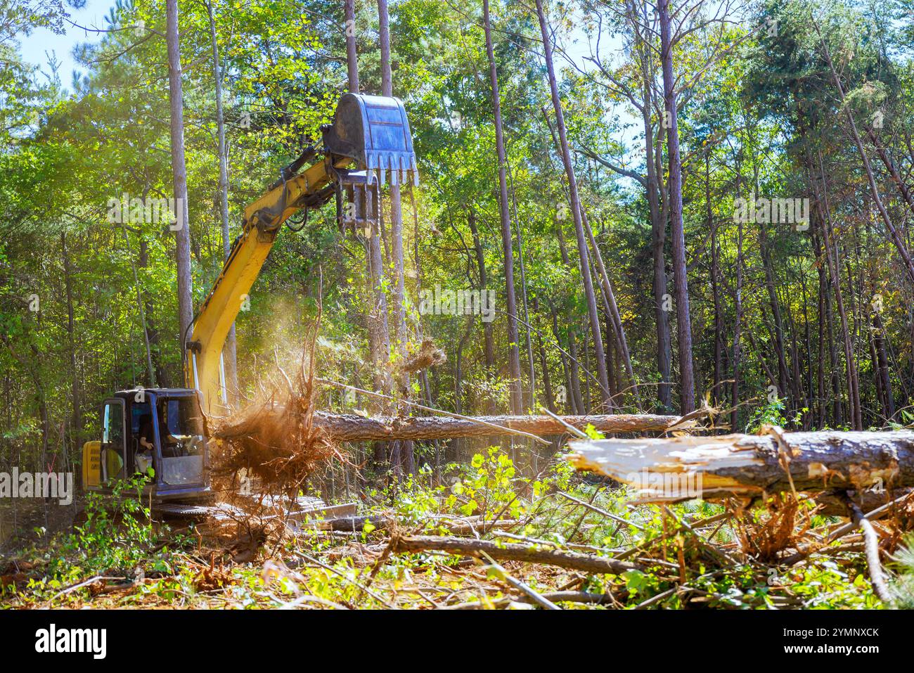 As preparation for construction of new structure, trees are uprooted ...