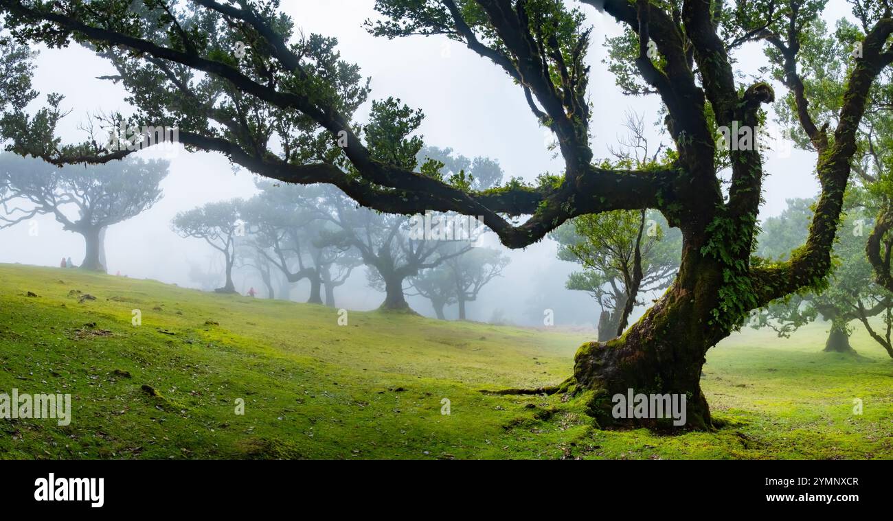 Twisted trees in the fog in Fanal Forest on the Portuguese island of ...