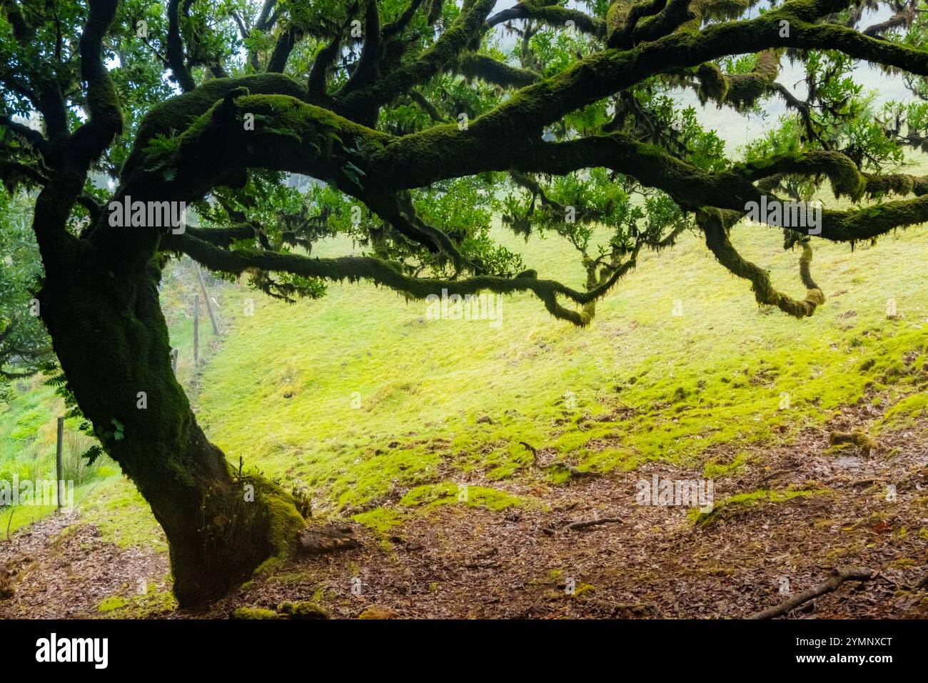 Twisted trees in the fog in Fanal Forest on the Portuguese island of ...