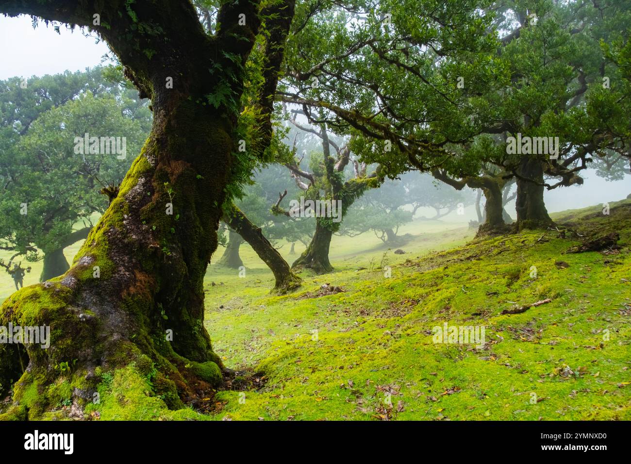 Twisted trees in the fog in Fanal Forest on the Portuguese island of ...