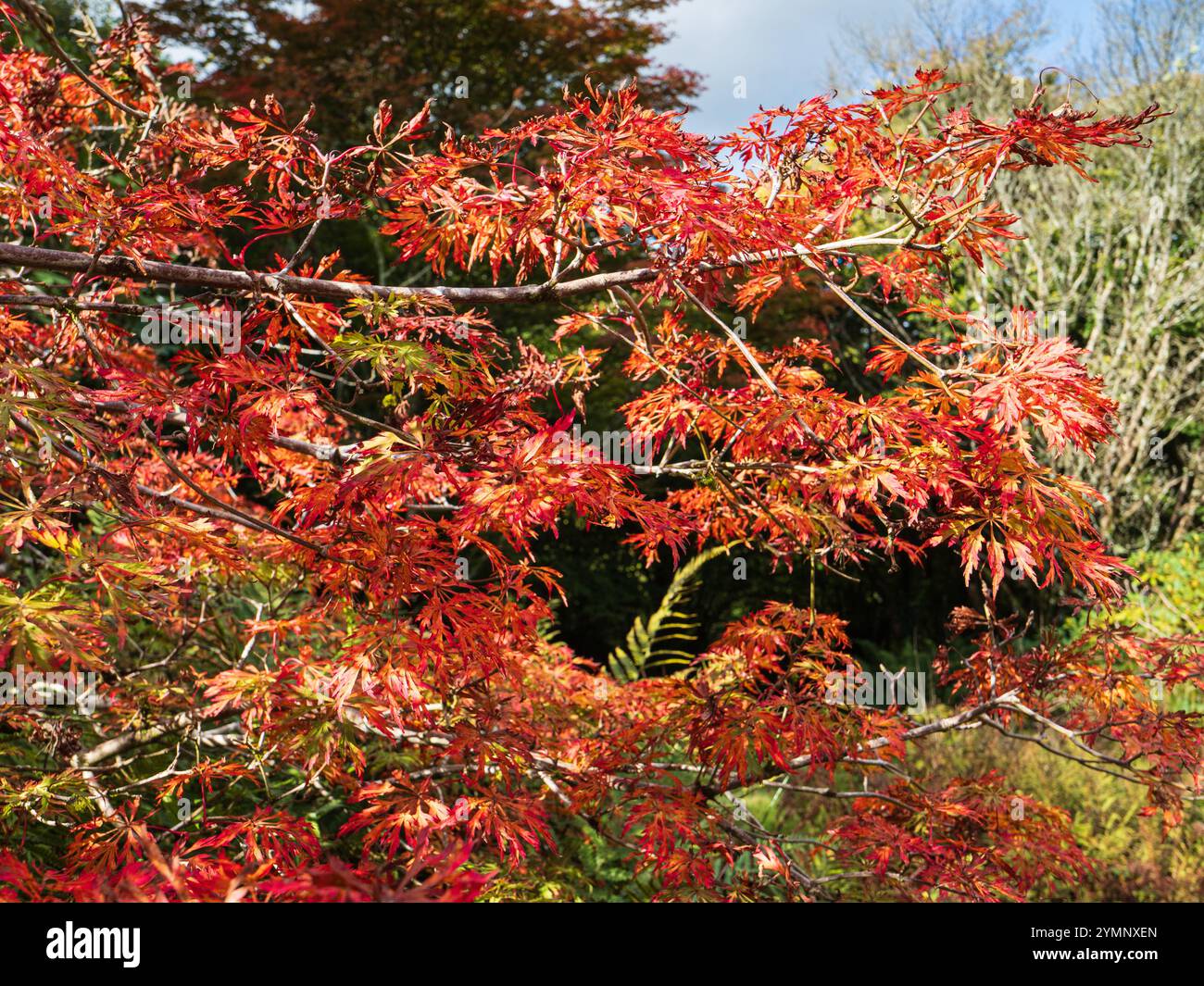 Bright red and orange autumn foliage of the hardy Japanese maple, Acer ...