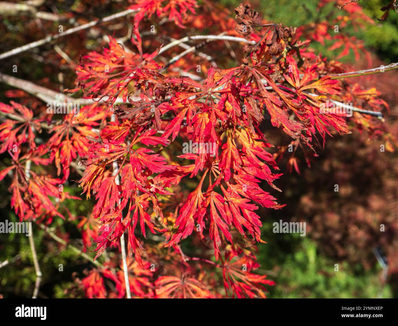 Bright red and orange autumn foliage of the hardy Japanese maple, Acer ...