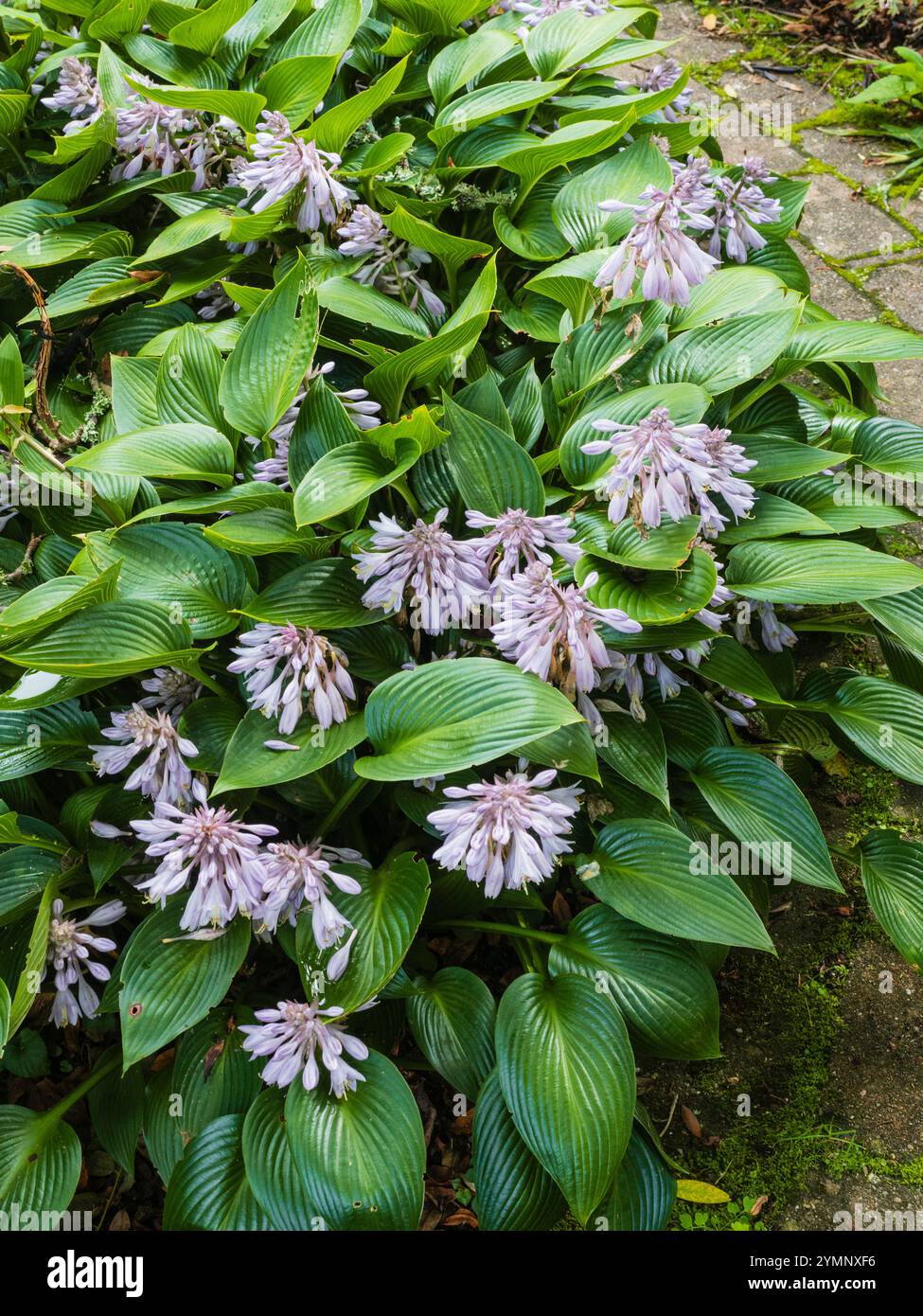 Dark green foliage and summer flower spikes of the elegant hardy ...