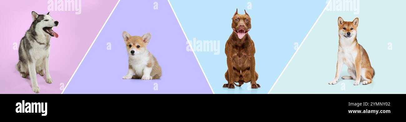 Collage. Four dogs of different breeds calmly sitting against different ...
